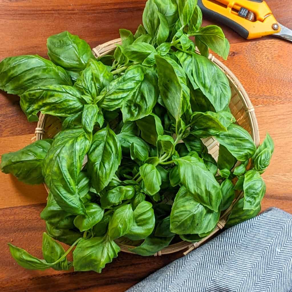 Spicy Basil Pesto, Easy Homemade - Just Maika Cooking