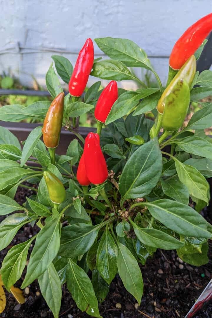 Scoville Scale and Chili Peppers - Just Maika Cooking