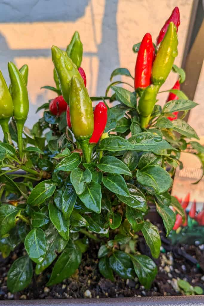 Scoville Scale and Chili Peppers - Just Maika Cooking