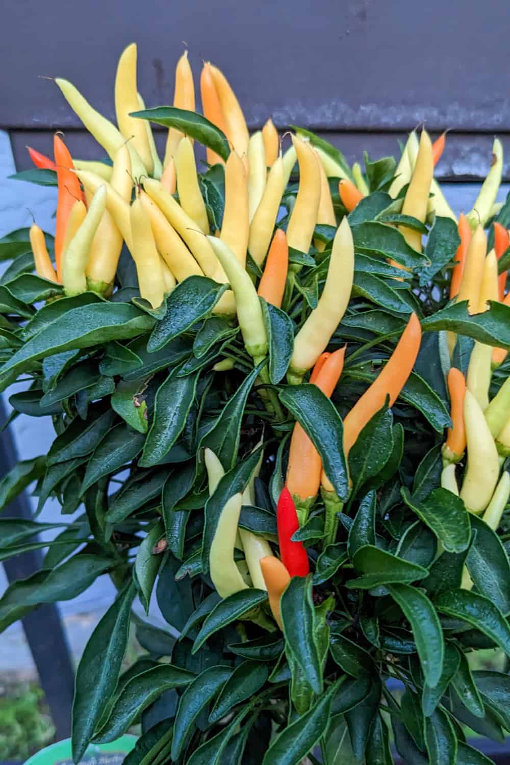 Scoville Scale and Chili Peppers - Just Maika Cooking